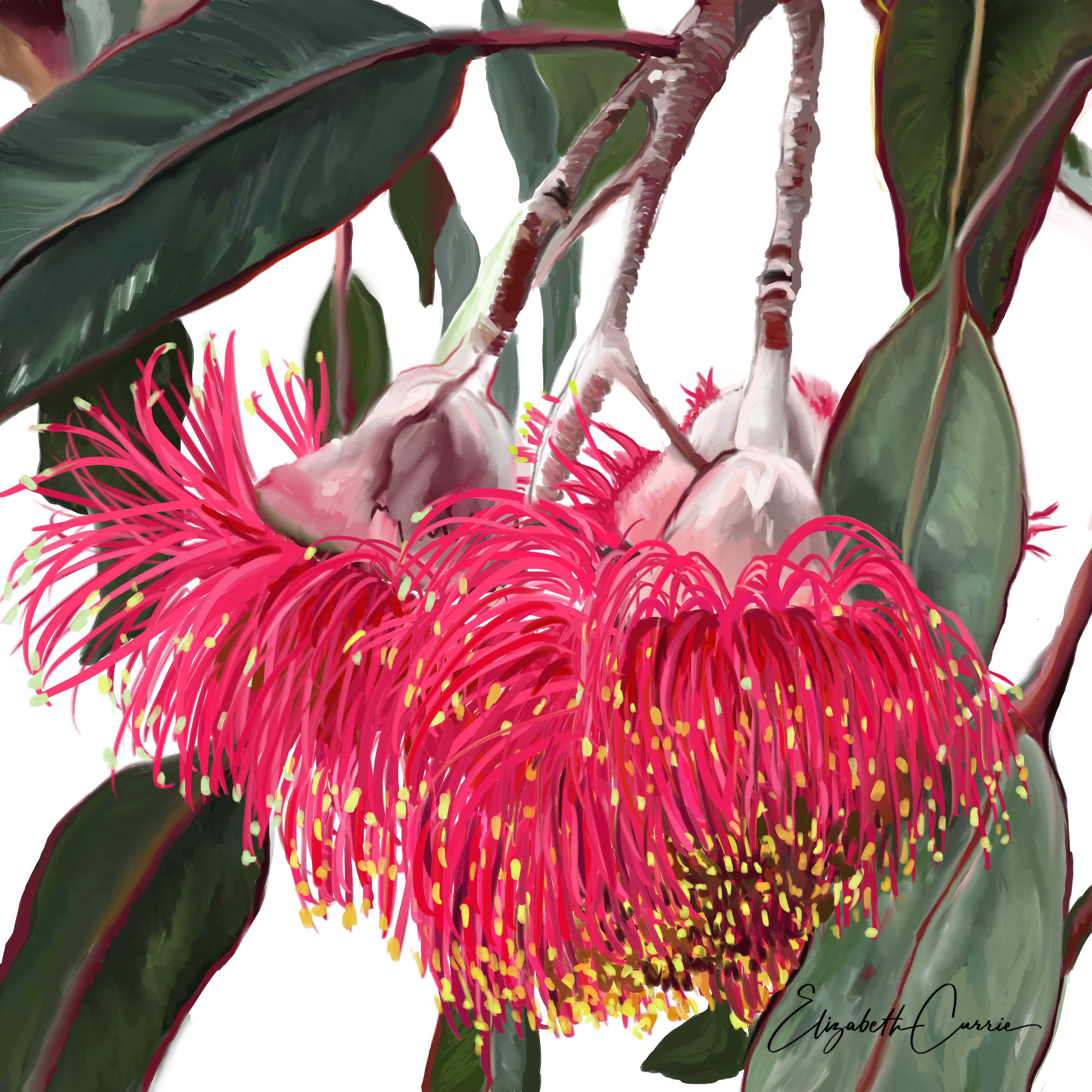 About – Elizabeth Currie Art
